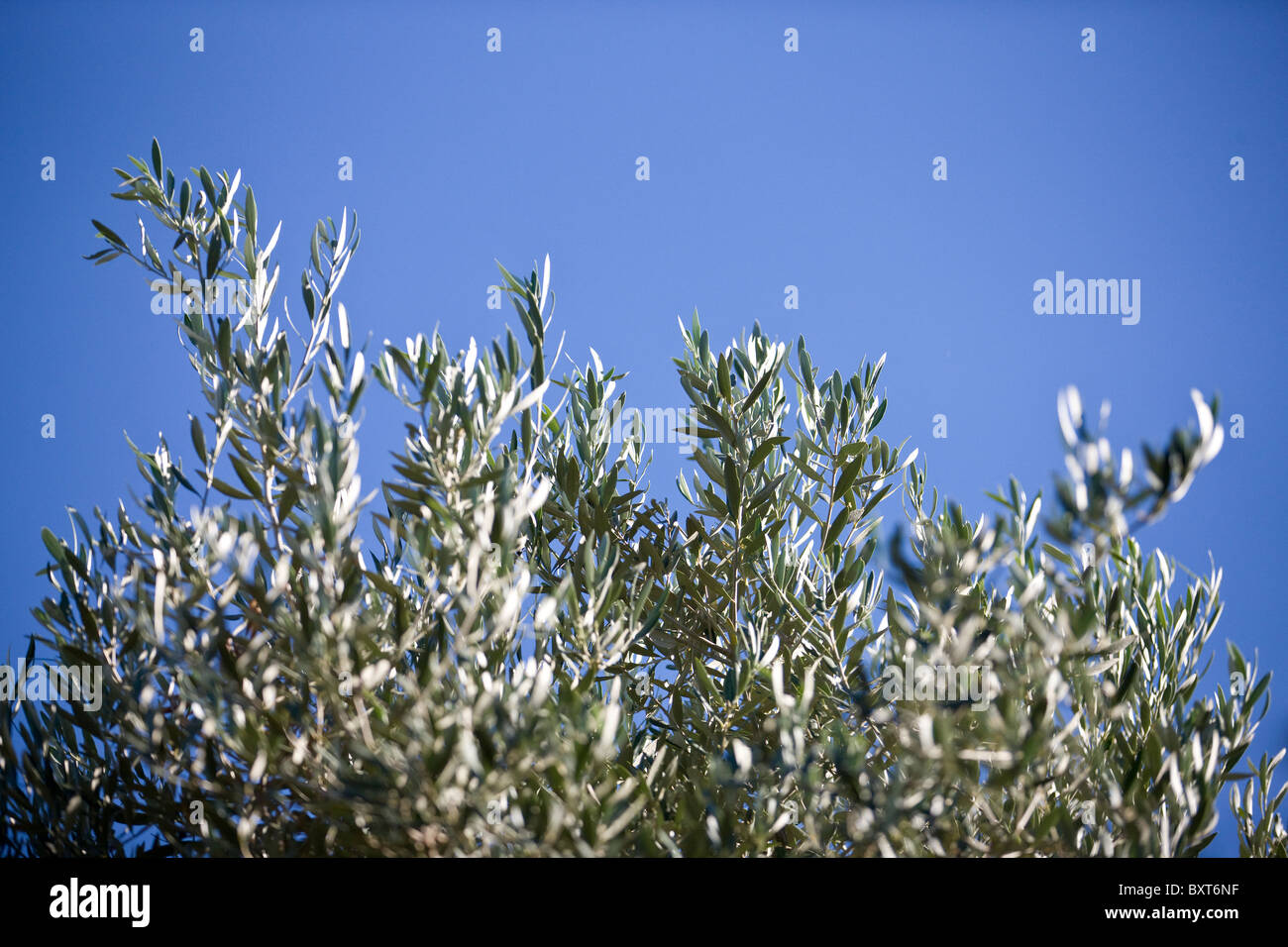 Olive tree branches hi-res stock photography and images - Alamy