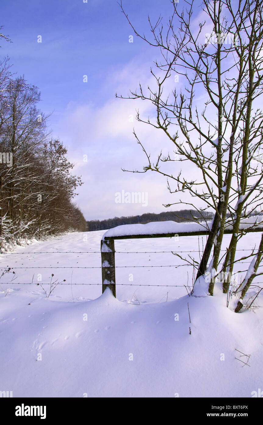 A winter scene. Lot of snow in a nice landscape withe trees, cloudy sky ...