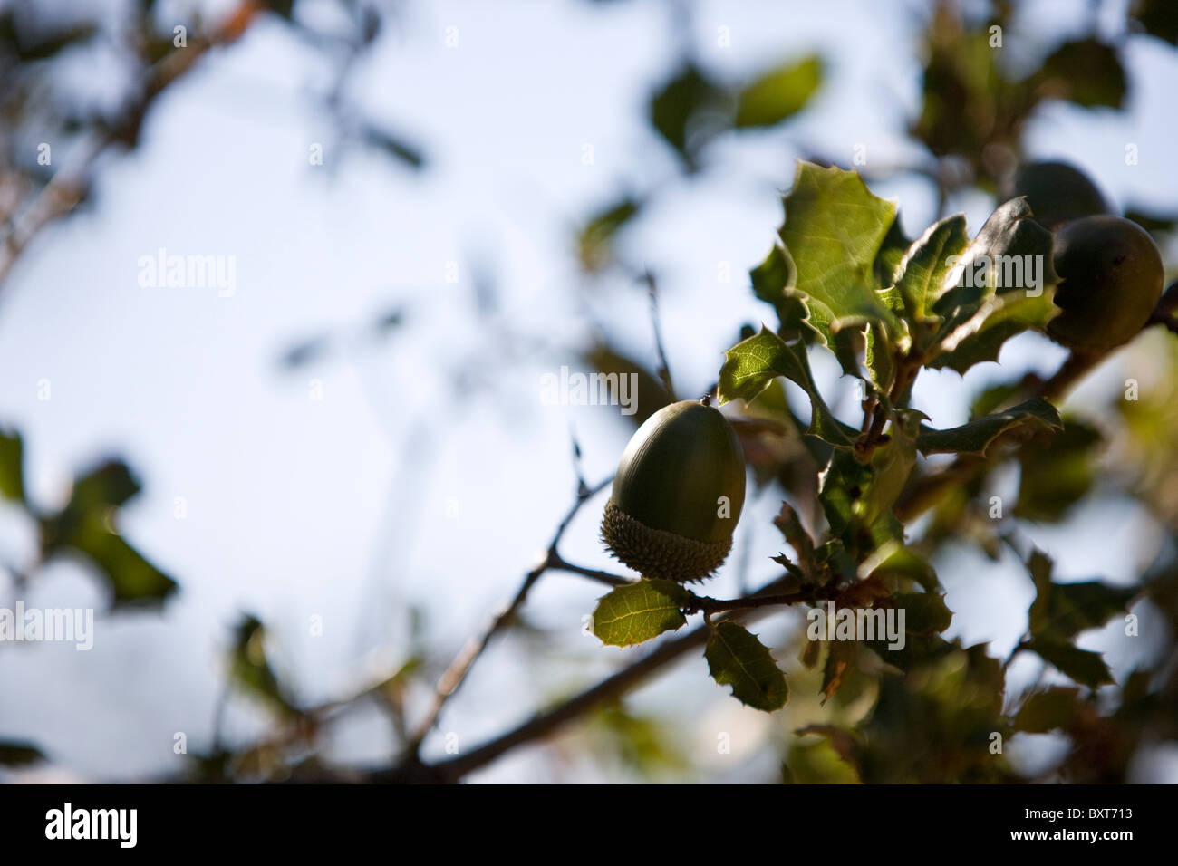 Acorns growing on oak tree hi-res stock photography and images - Alamy
