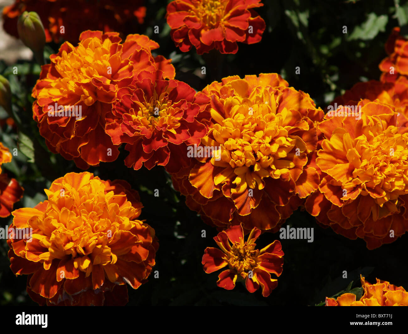 Marigolds Flowers High Resolution Stock Photography and Images - Alamy