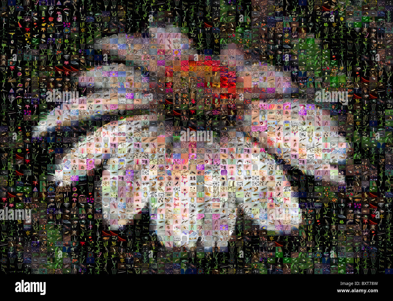 photomosaic of a purple coneflower, Echinacea purpurea Stock Photo - Alamy