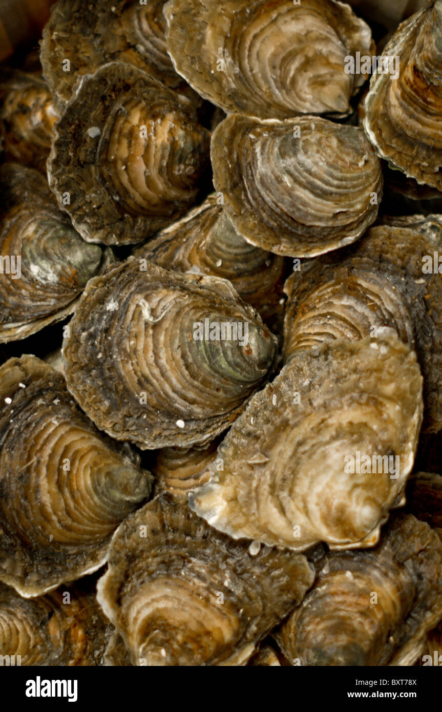 Oyster piles High Resolution Stock Photography and Images - Alamy
