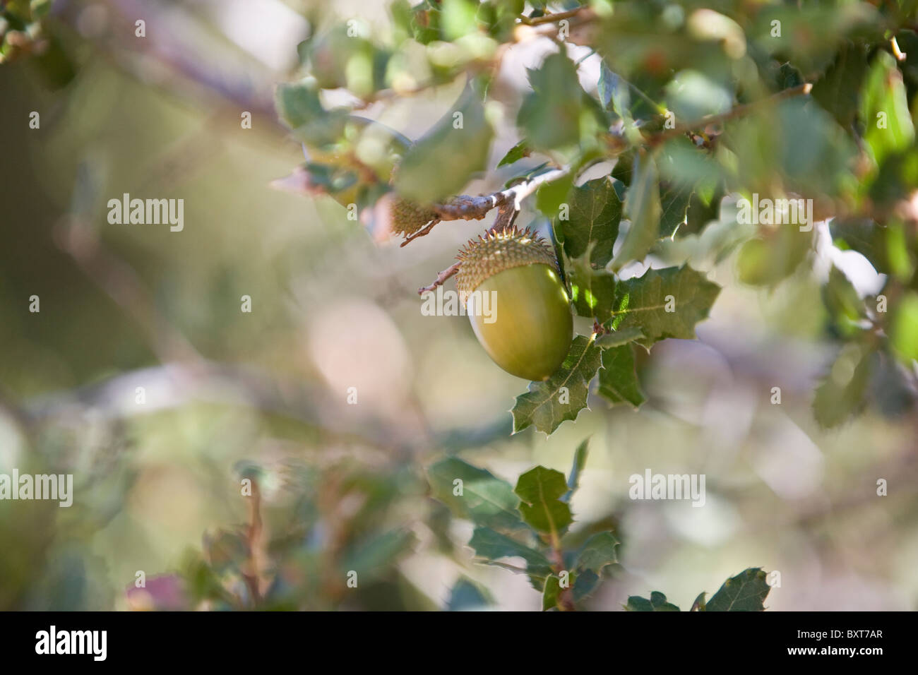 Quercus suber acorn hi-res stock photography and images - Alamy