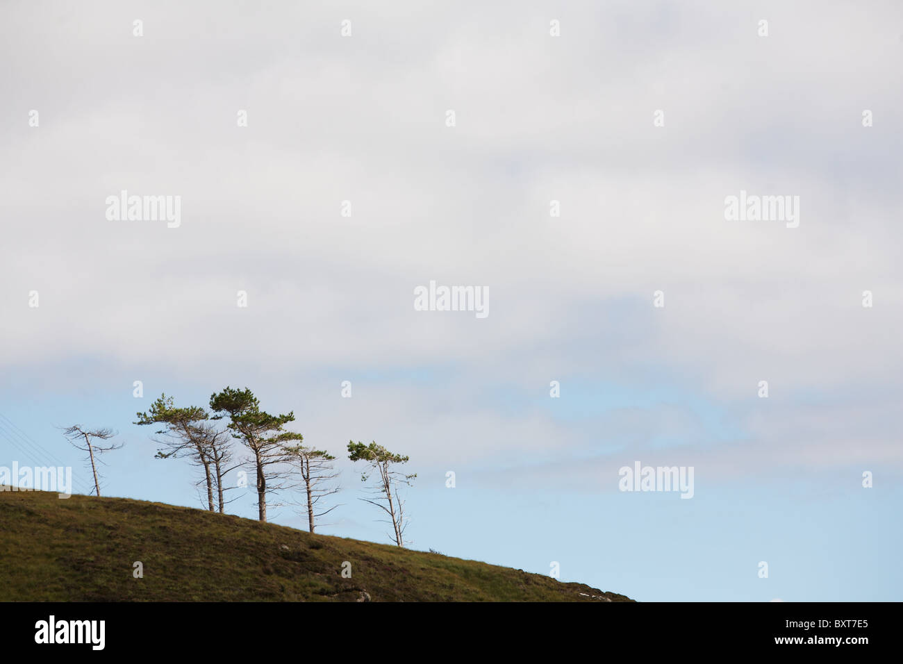Coastal Wind Trees High Resolution Stock Photography and Images - Alamy