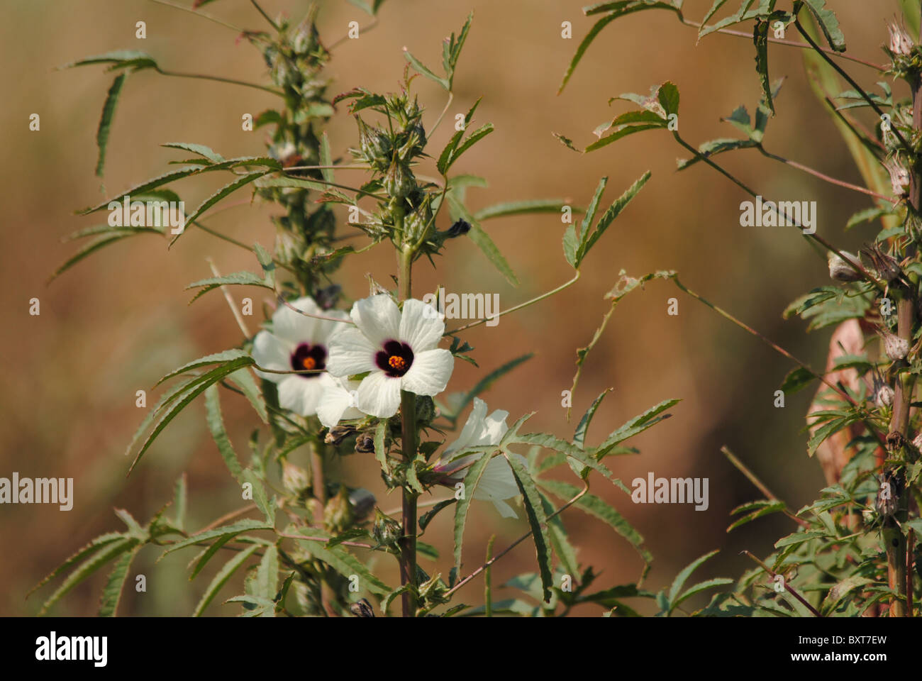 Wild yellow hibiscus hibiscus hi-res stock photography and images - Alamy