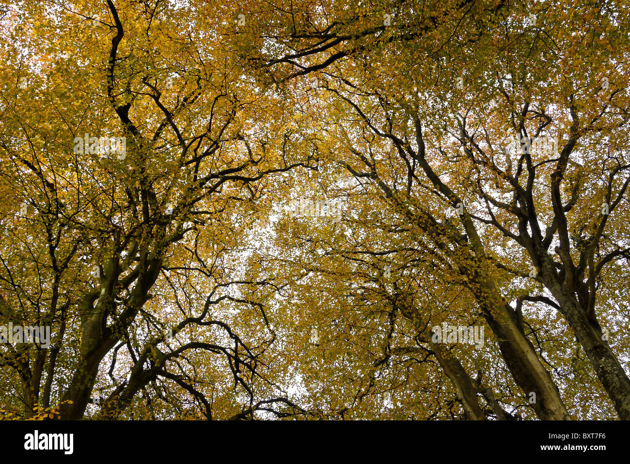 Canopy tree hi-res stock photography and images - Alamy