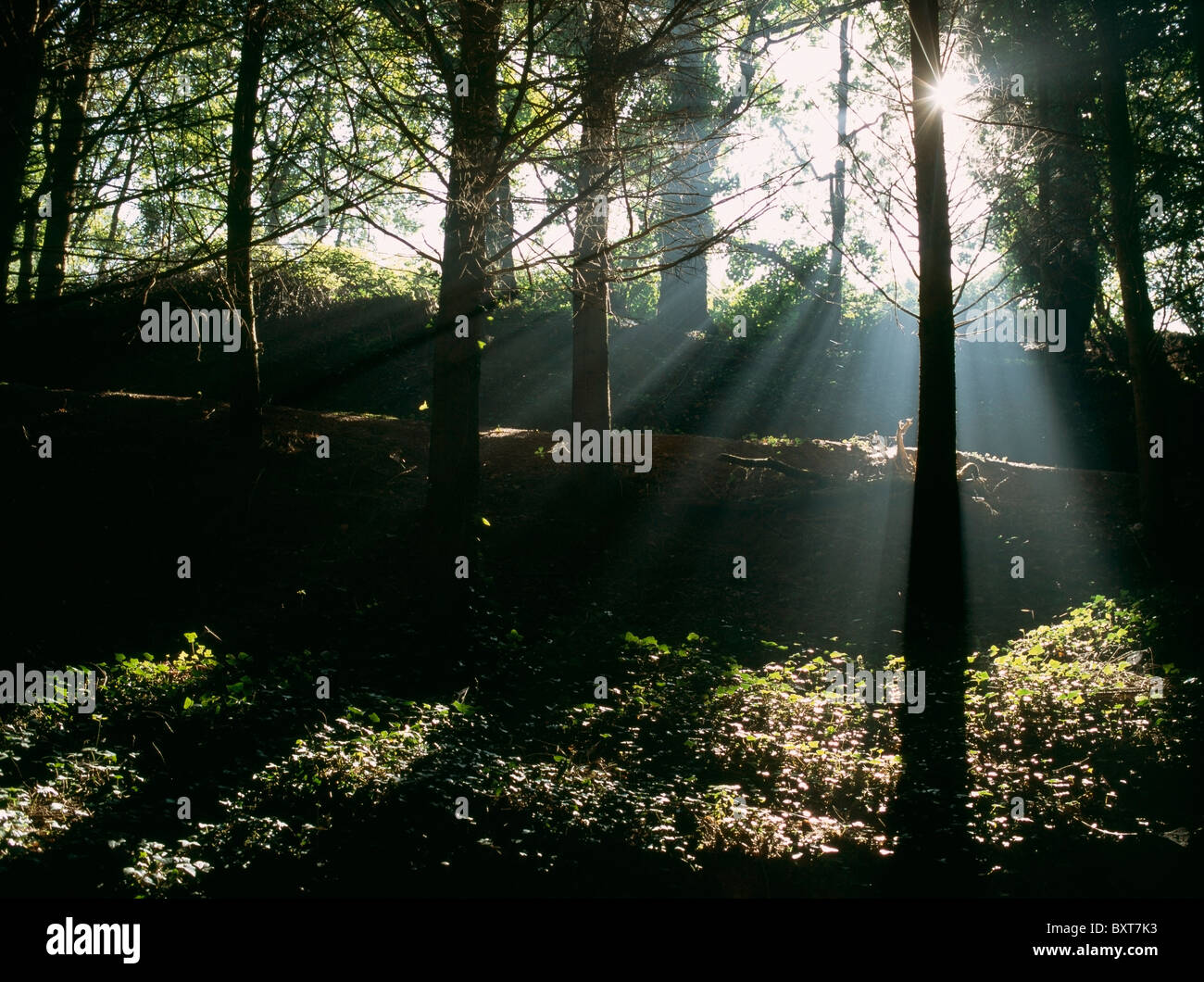 Rays sun through trees in hi-res stock photography and images - Alamy