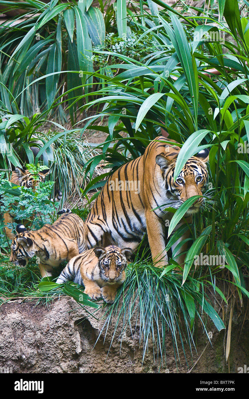 Malayan tiger grass hi-res stock photography and images - Alamy