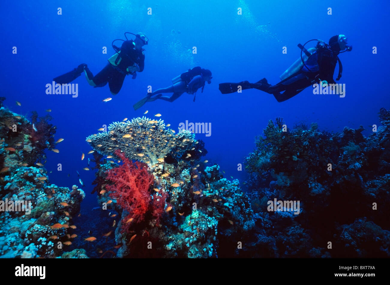 Three Divers Swimming Past Coral In Red Sea Stock Photo - Alamy