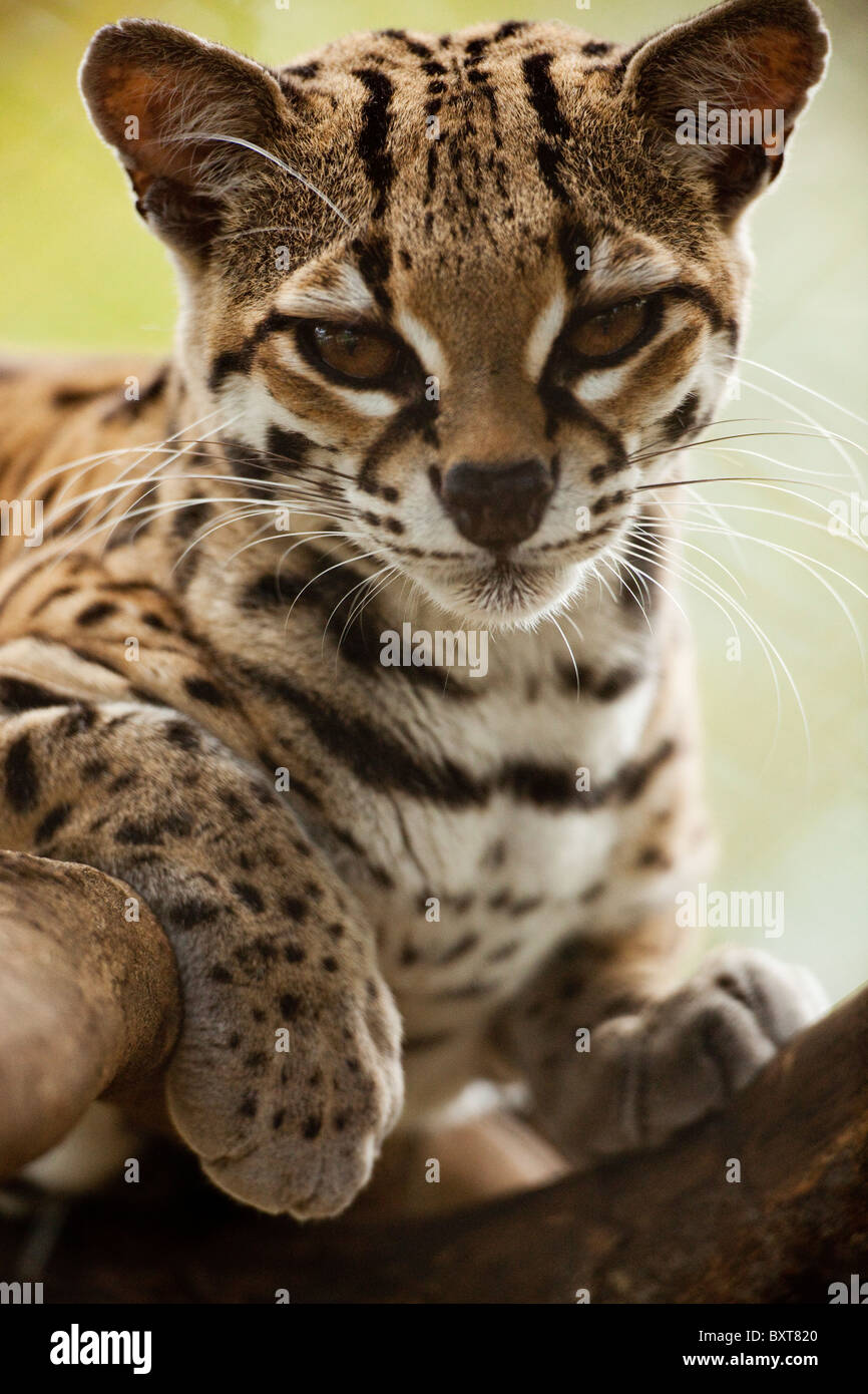 Costa Rica, Guanacaste Province, Captive Ocelot (Leopardus pardalis) at ...