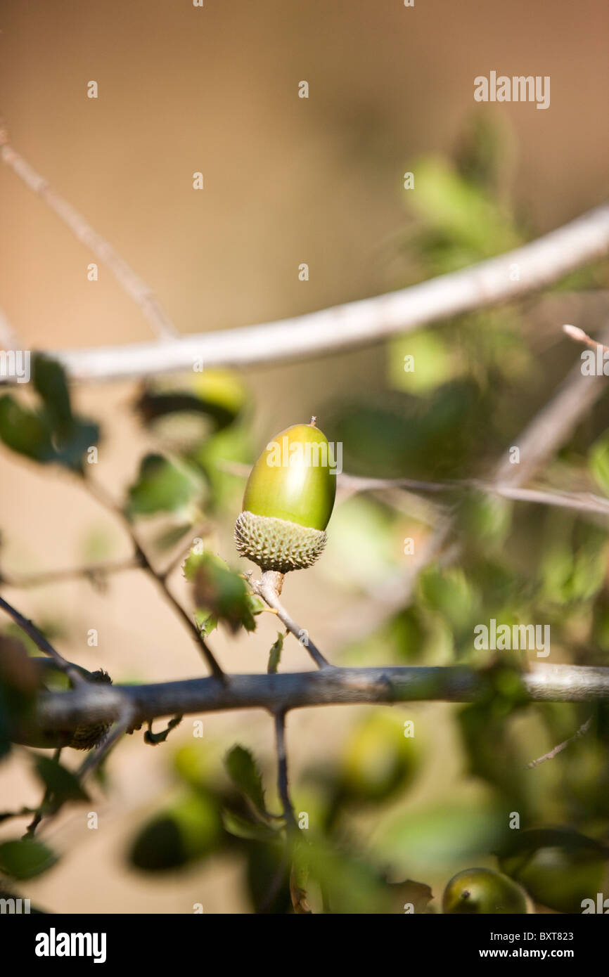 Acorns growing on oak tree hi-res stock photography and images - Alamy