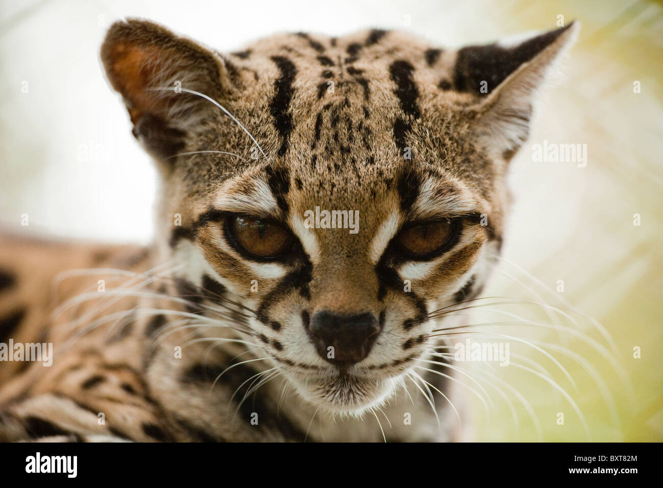 Costa Rica, Guanacaste Province, Captive Ocelot (Leopardus pardalis) at ...