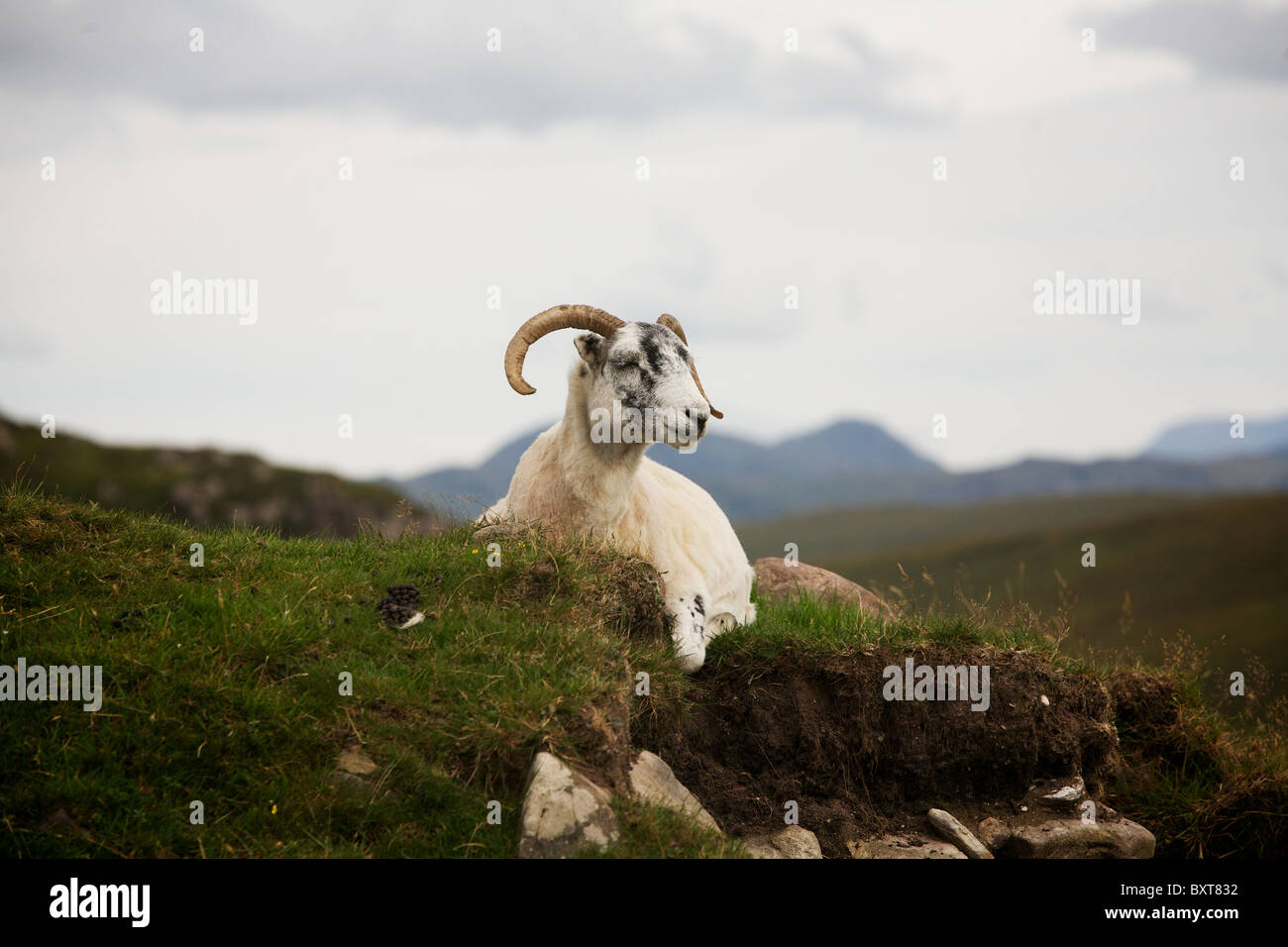 Lone sheep on hillside amongst the grass in the Scottish Highlands with ...