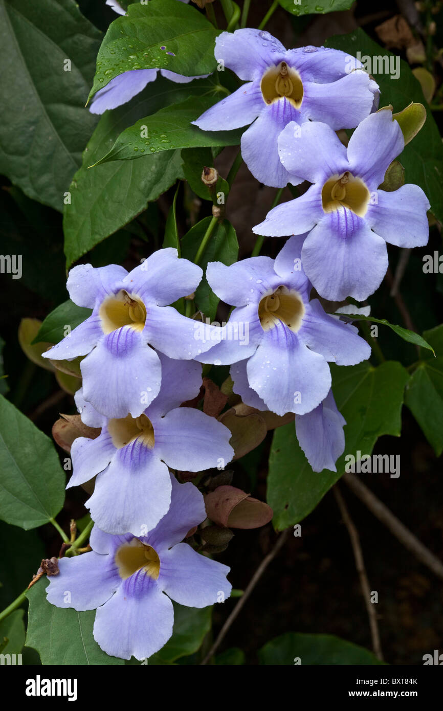 Costa Rica, Alajuela, Close-up of purple flowers on slopes of Poas ...