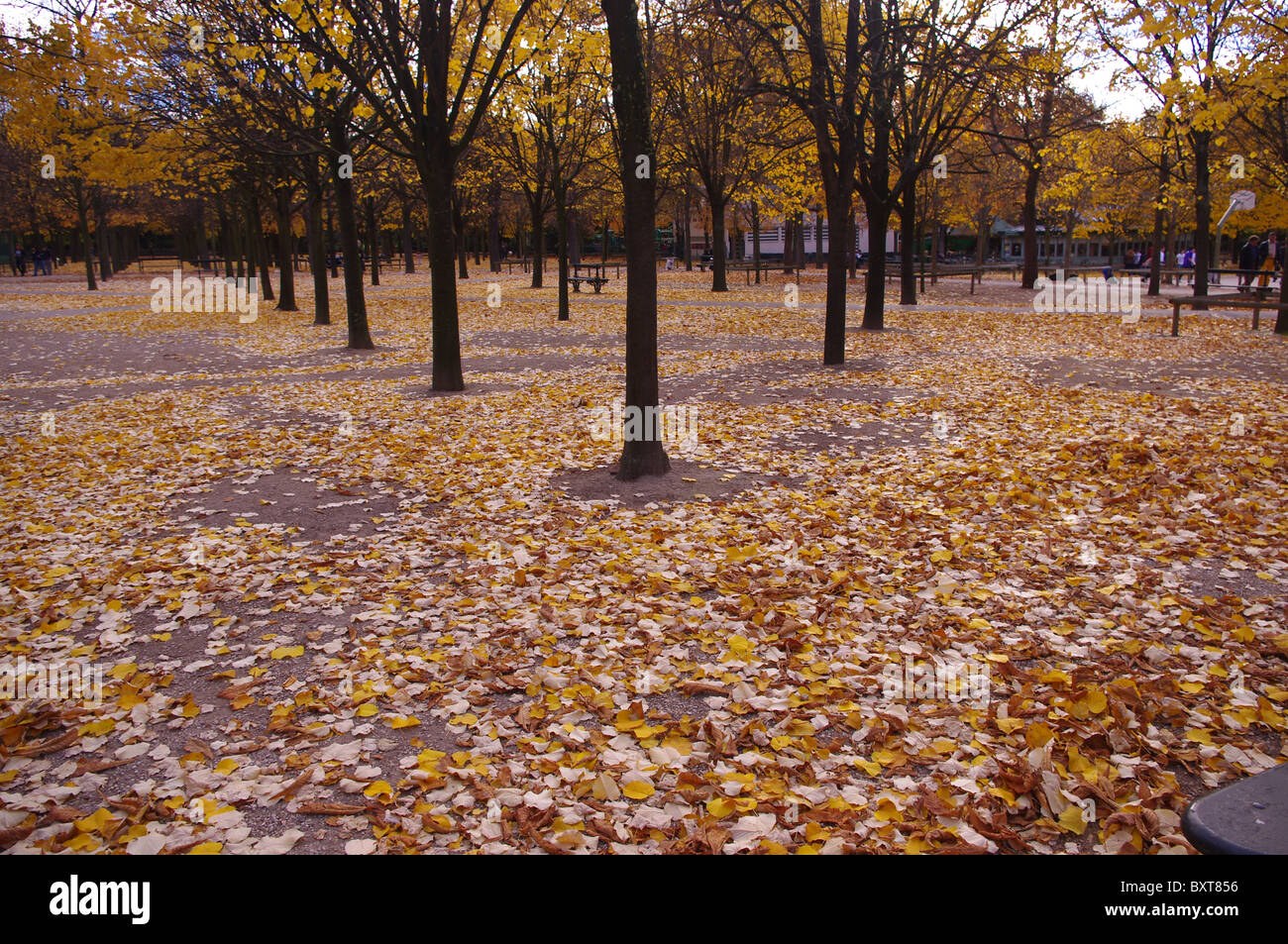 Autumn leaves taken at the Jardin du Luxembourg in Paris during fall ...
