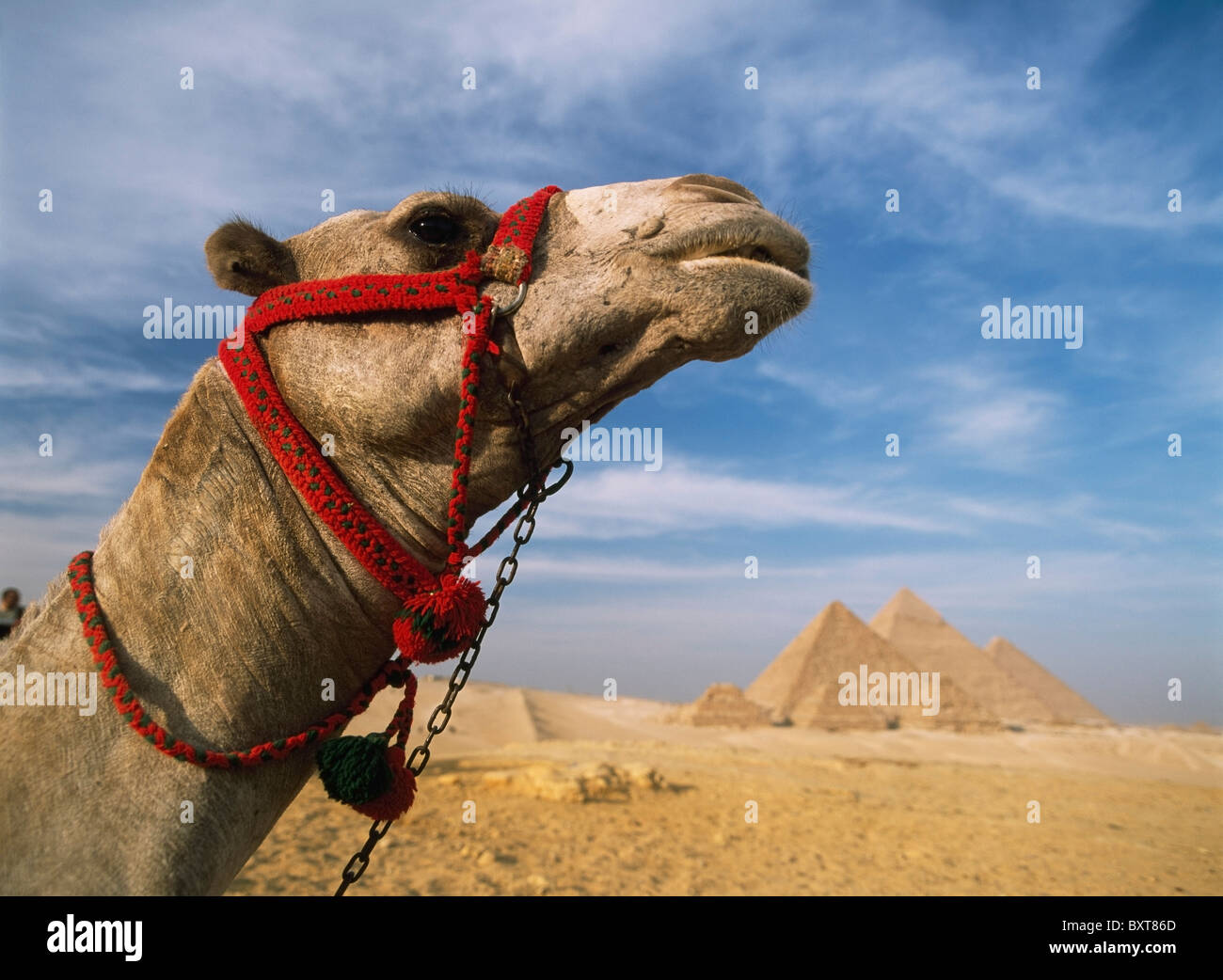 Camel In Front Of Great Pyramids Of Giza Stock Photo - Alamy
