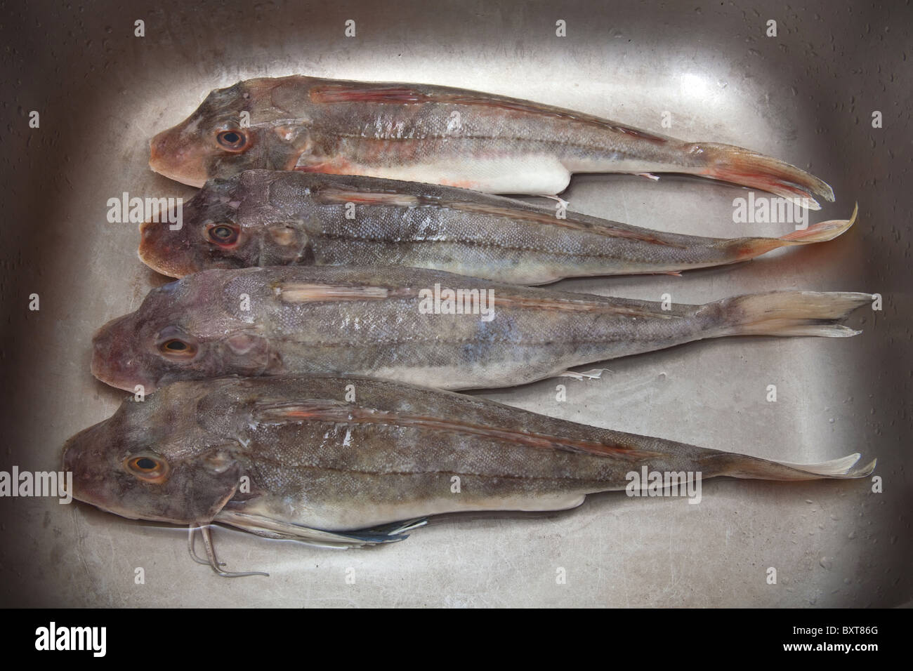 Four whole red gurnard fish Stock Photo - Alamy