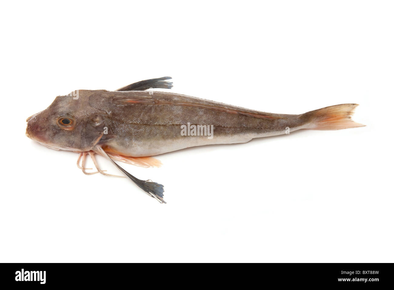 Grey Gurnard fish Eutrigla gurnardus isolated on a white studio ...