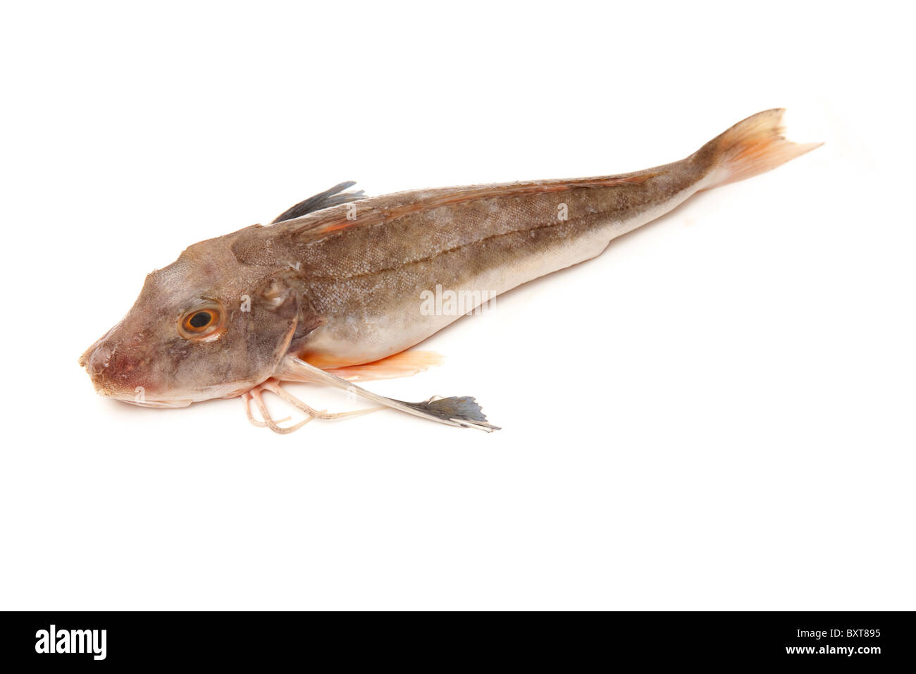 Gurnardus hi-res stock photography and images - Alamy