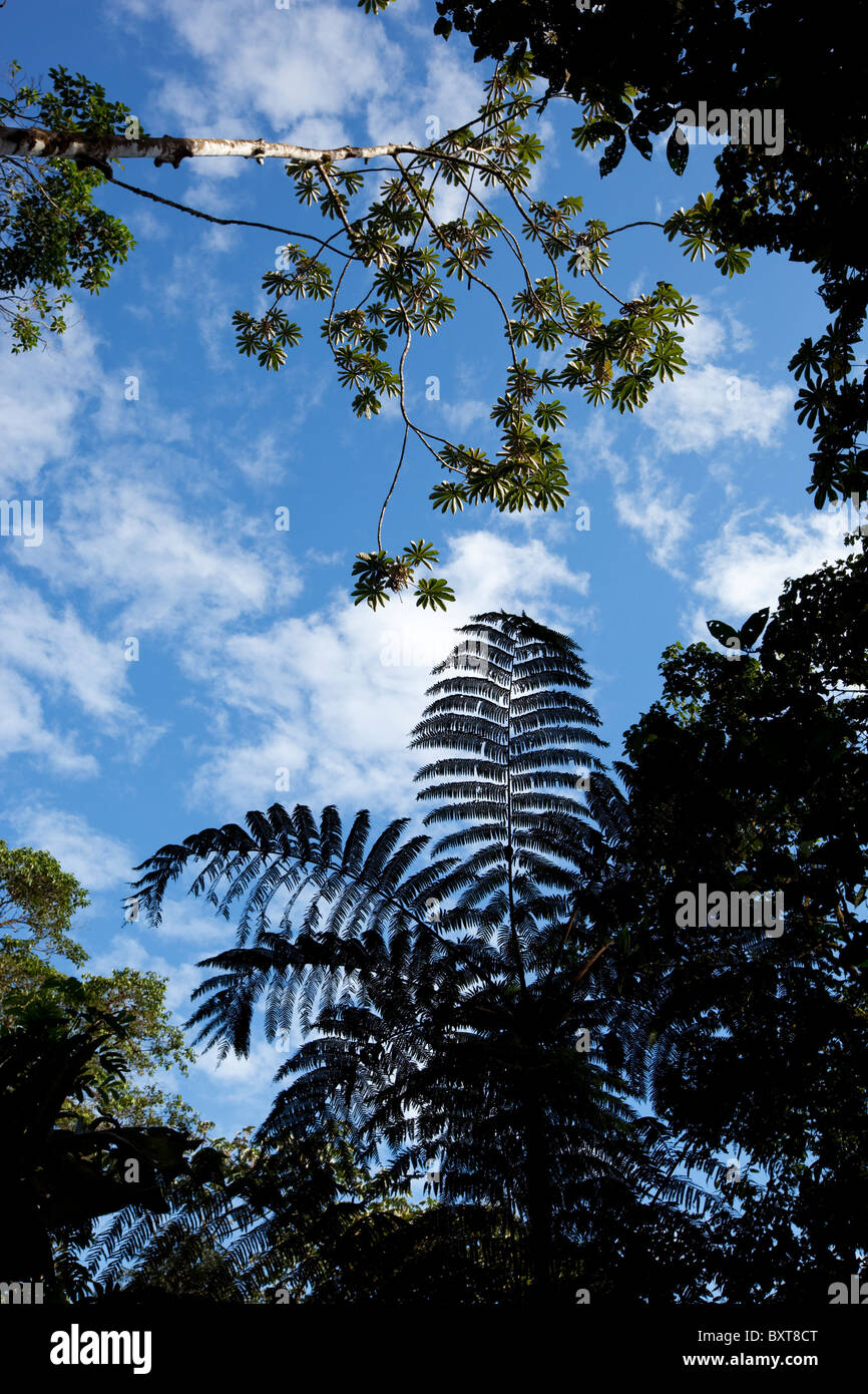 Costa Rica, Los Angeles Cloud Forest Reserve, Tree fern in shadows on ...