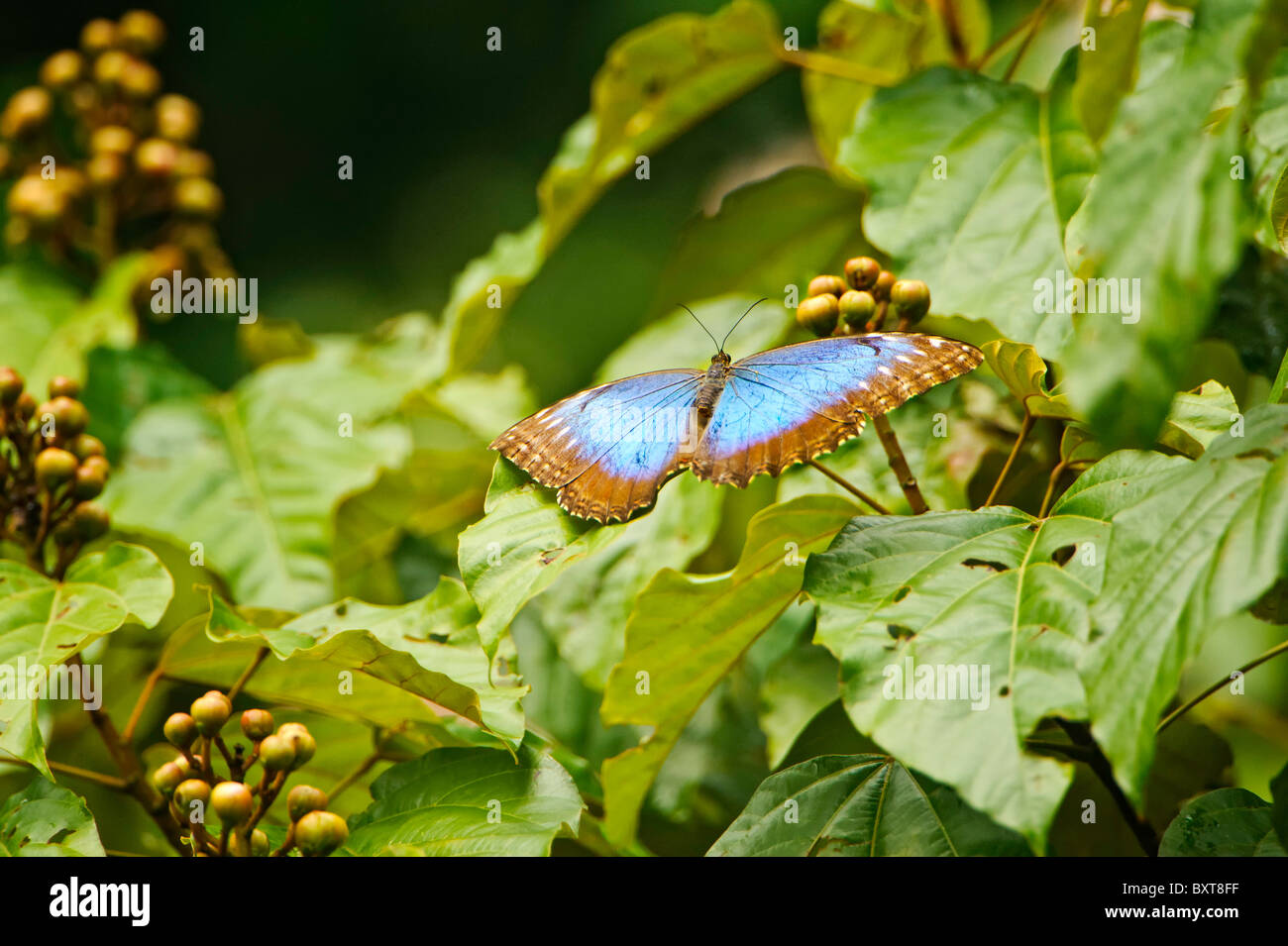 Blue morpho butterfly costa rica river hi-res stock photography and ...