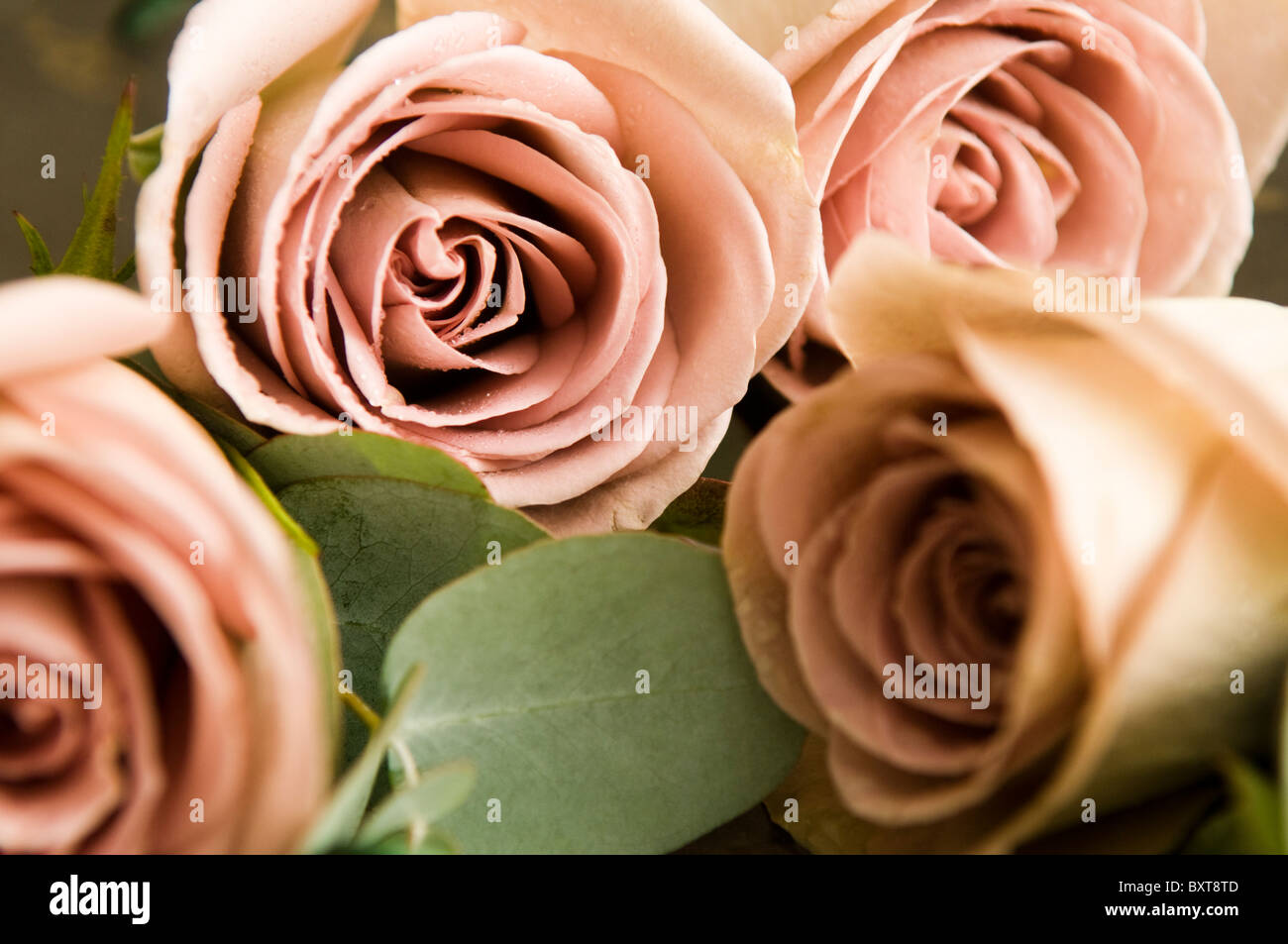 "Antique Pink" Roses Stock Photo - Alamy