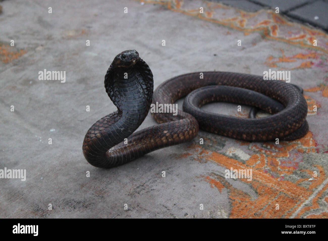 A cobra dancing for a snake charmer in the Night Market in Marrakesh ...