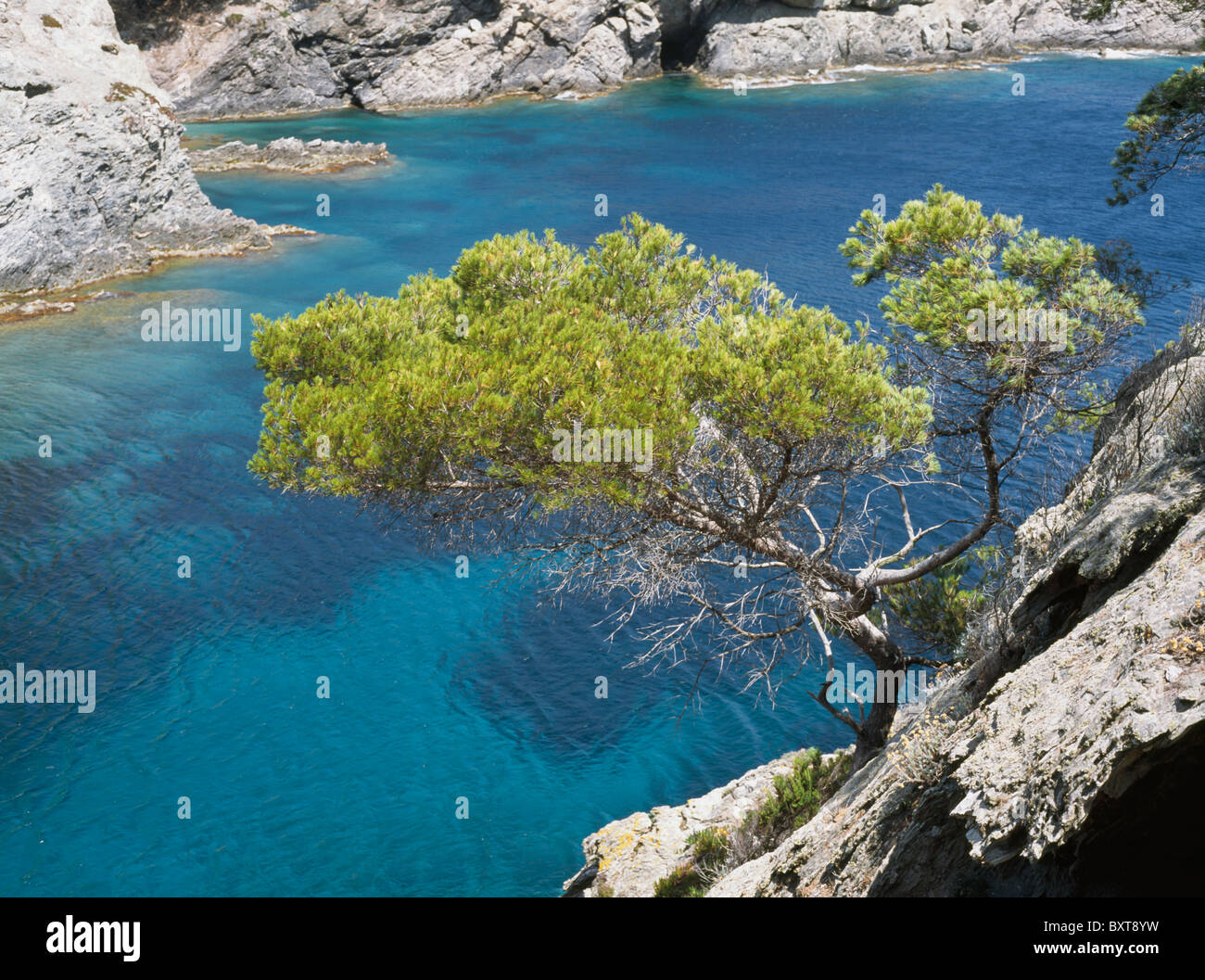 Tree Overhanging Sea Stock Photo - Alamy