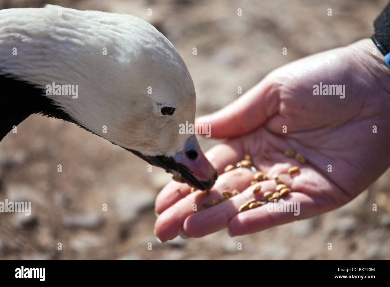 Hand feeding a goose Stock Photo - Alamy