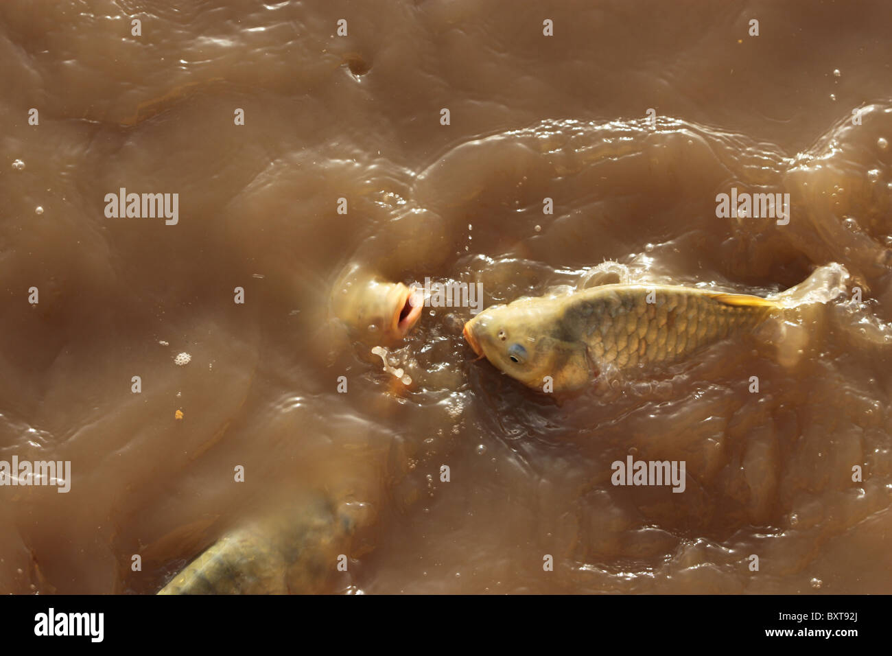 Murky water fish hi-res stock photography and images - Alamy