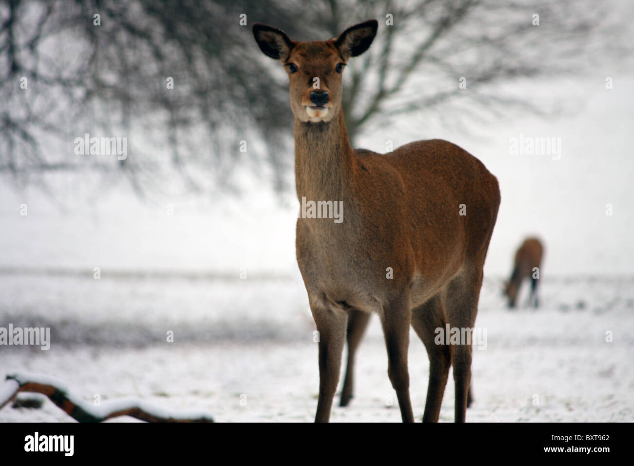 Red deer in the snow during the Winter Stock Photo - Alamy