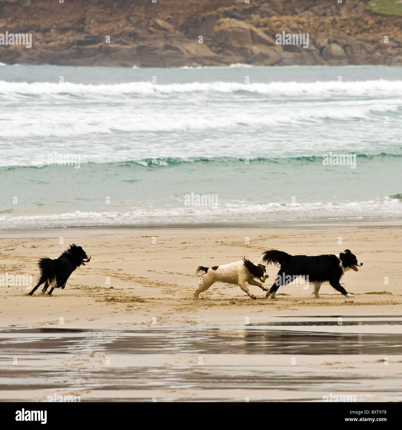 Three dogs playing on the beach at Sennen in Cornwall Stock Photo - Alamy