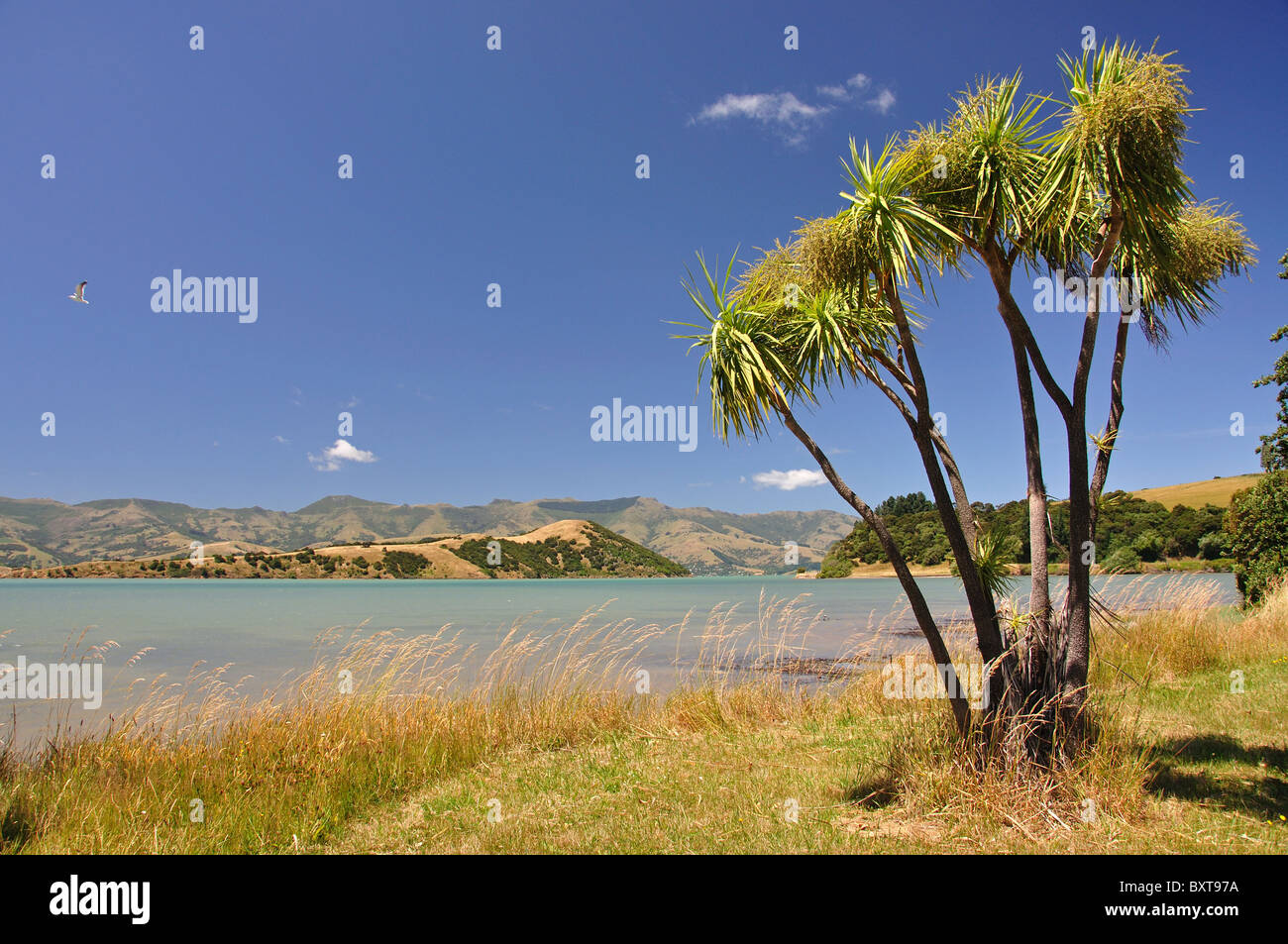 Cabbage trees by Barry's Bay, Akaroa Harbour, Banks Peninsula ...