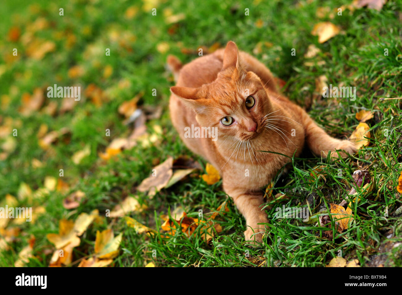 Playful orange kitten Stock Photo - Alamy