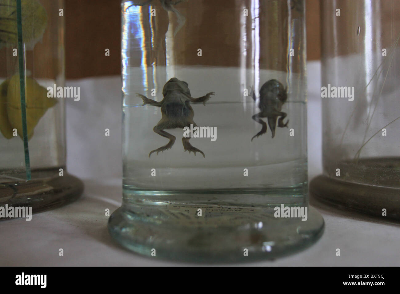 Science school dissection hi-res stock photography and images - Alamy