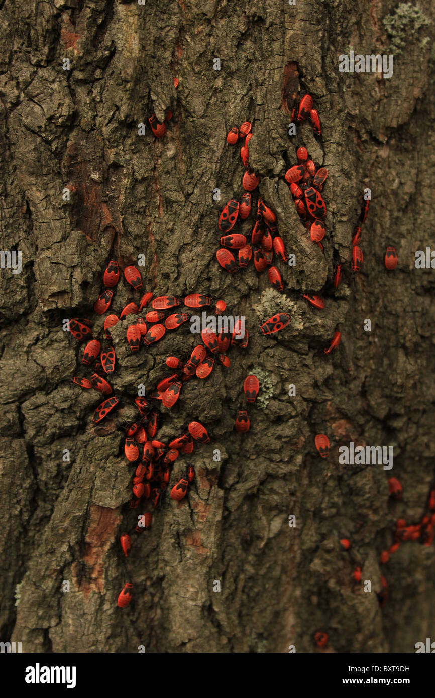 Red insects hi-res stock photography and images - Alamy