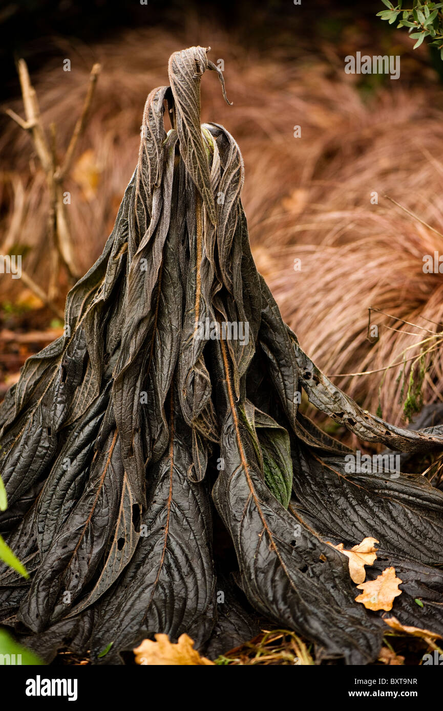 Drooping dead leaves hi-res stock photography and images - Alamy