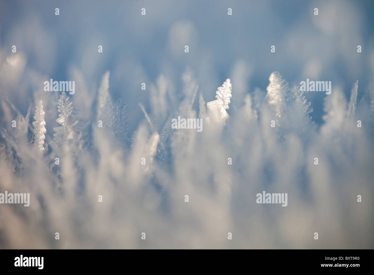 Ice feathers formed during a hard frost, when temperatures fell below ...