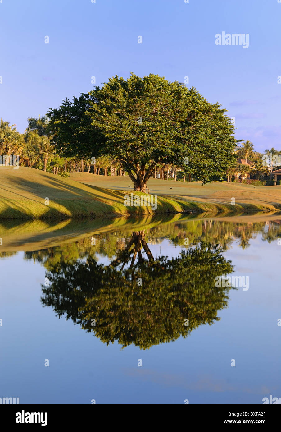 Reflection of trees in a water of a pond hi-res stock photography and images - Alamy