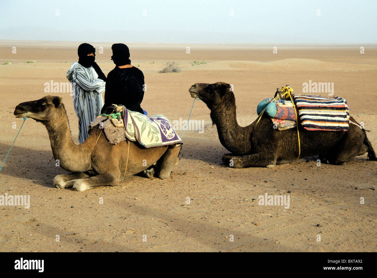 Berber men with camels in Sahara, southern Morocco Stock Photo - Alamy