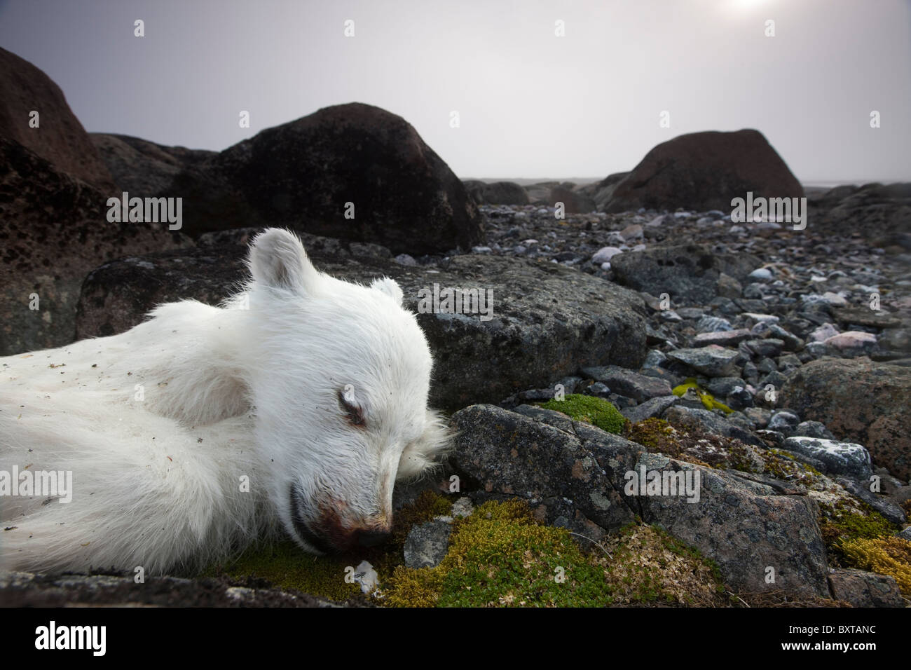 Sad polar bear hi-res stock photography and images - Alamy