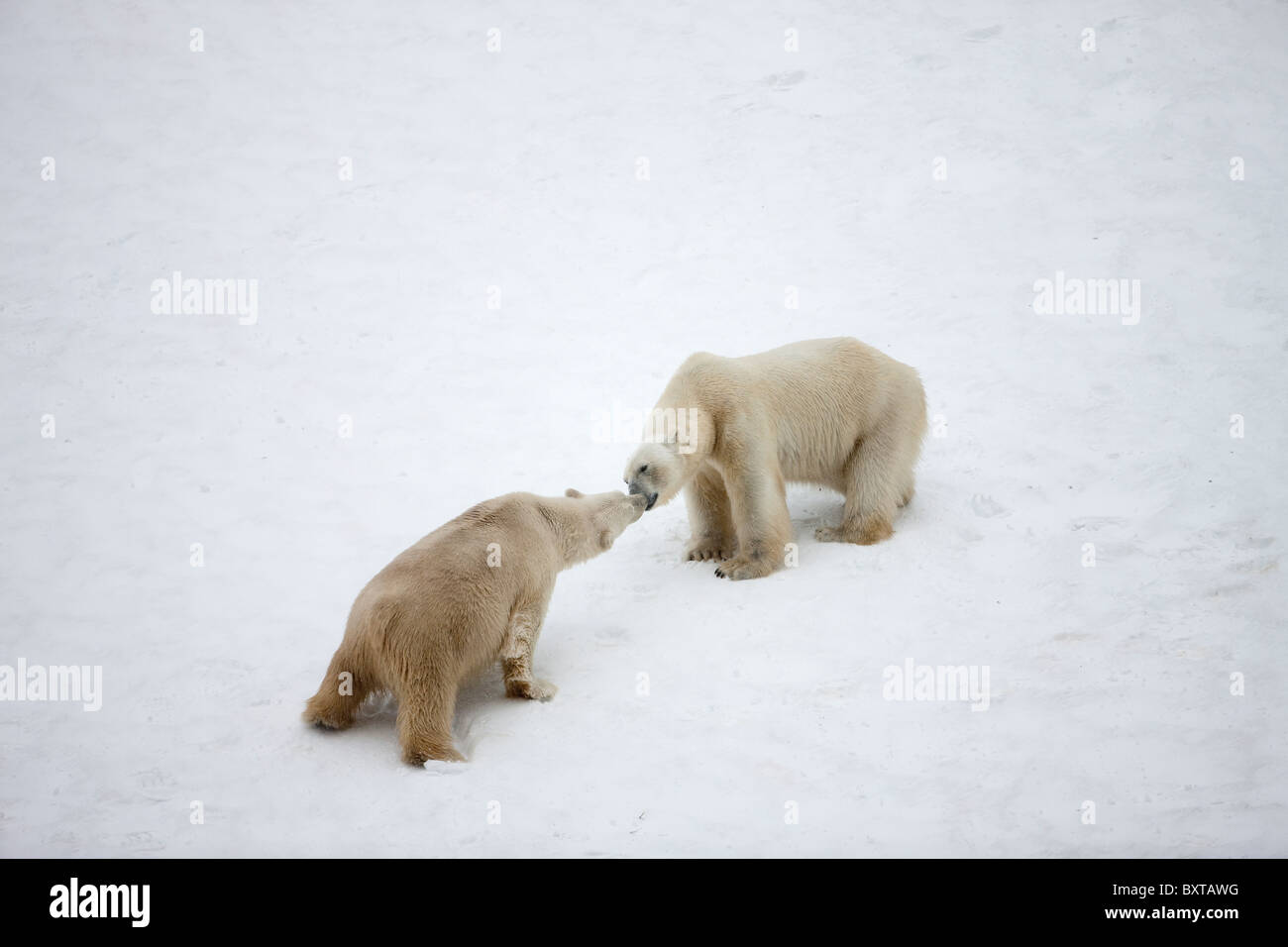 Norway, Svalbard, Polar Bears (Ursus maritimus) sparring on snow slopes ...