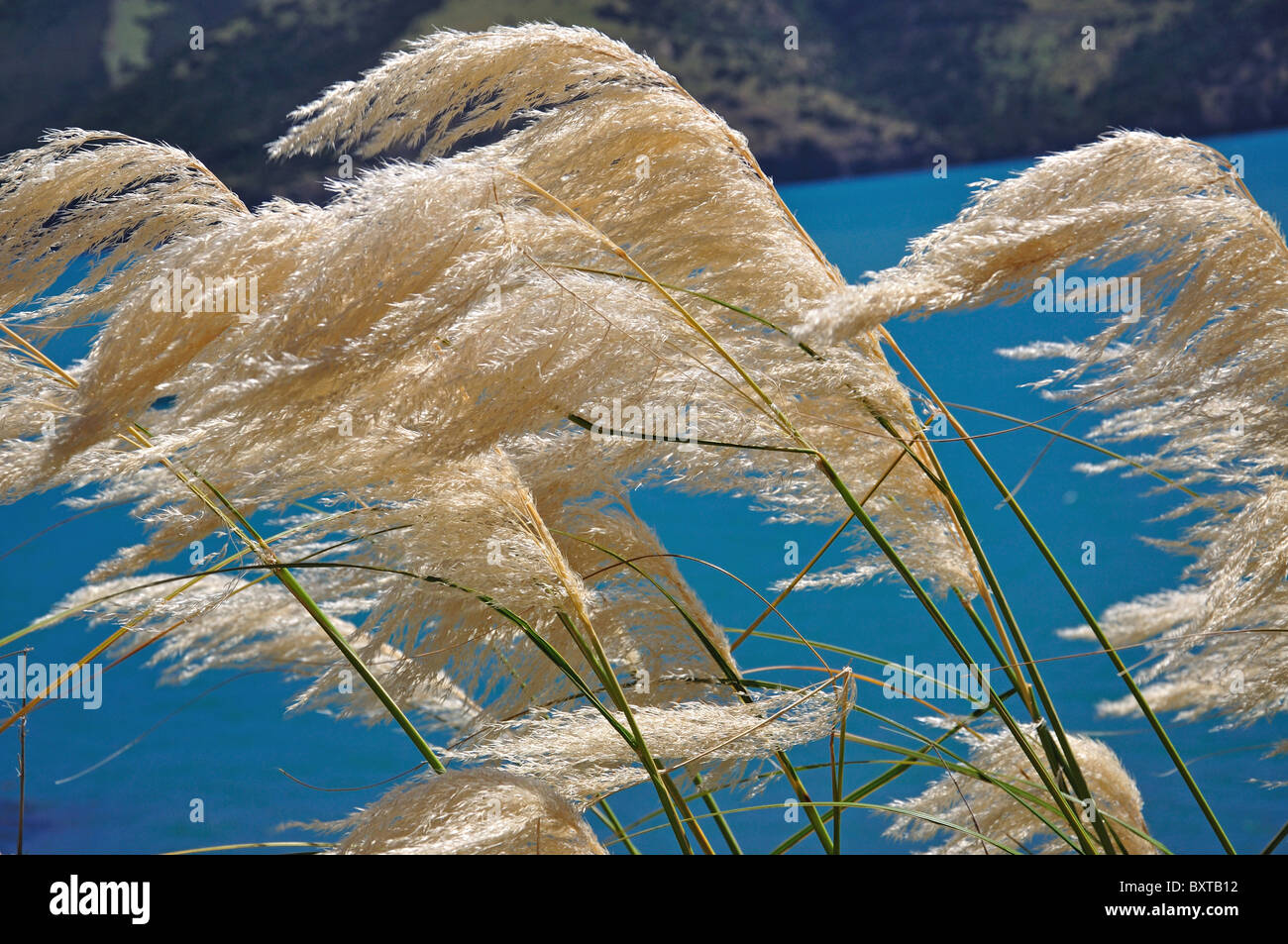 Toetoe grass and harbour view, Onuku, near Akaroa, Akaroa Harbour ...