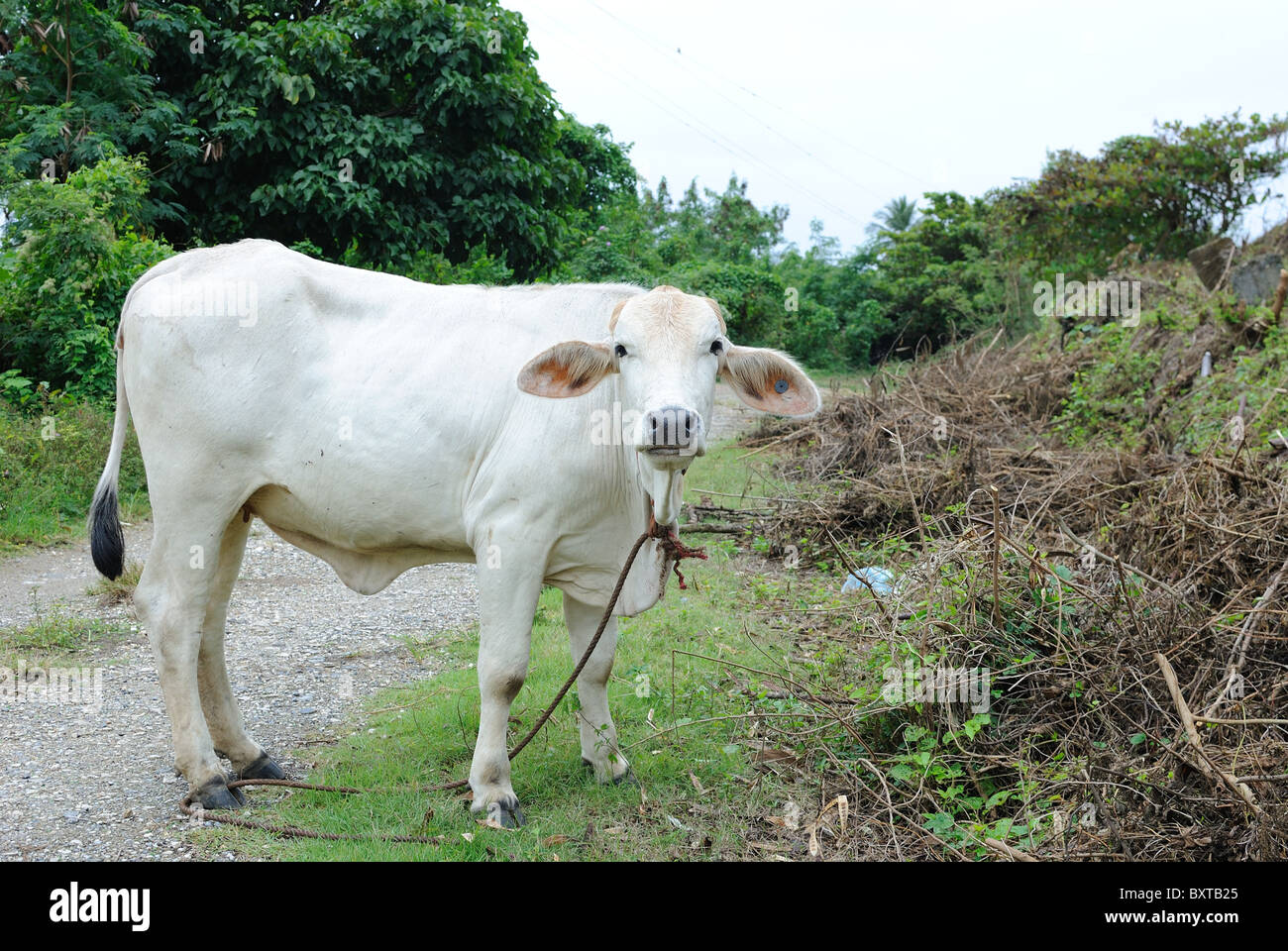 Caribbean agriculture hi-res stock photography and images - Alamy