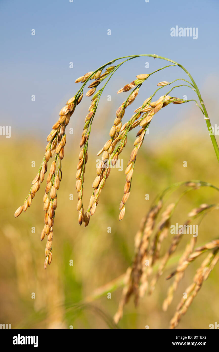 Asian rice plant oryza sativa hi-res stock photography and images - Alamy