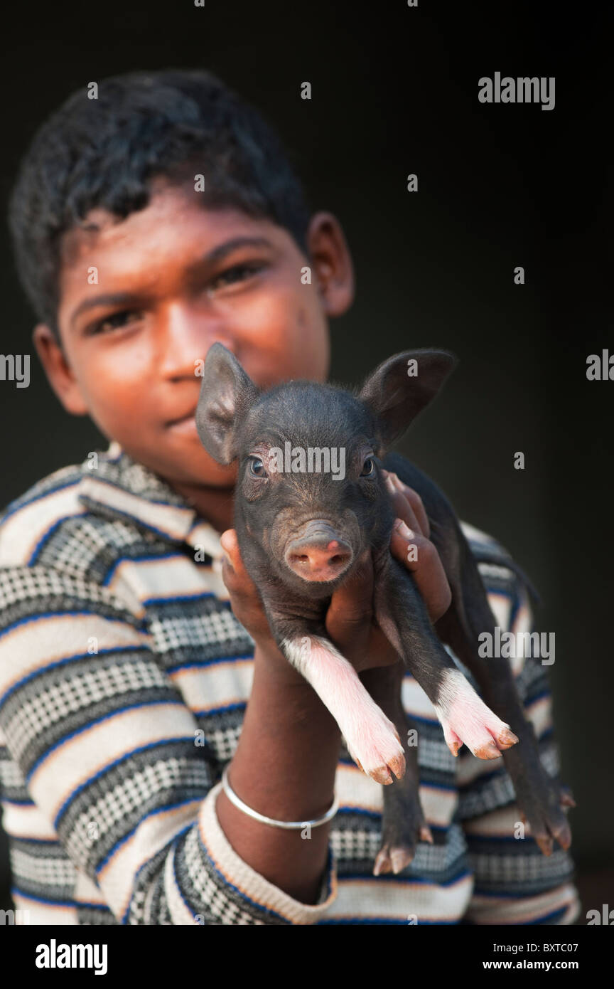 Indian pig hi-res stock photography and images - Alamy