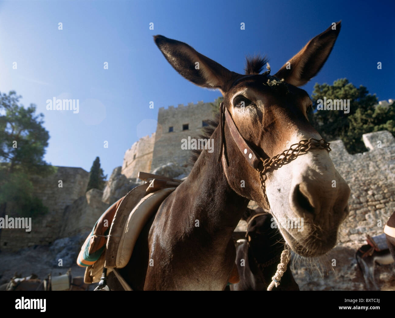 Greece rhodes lindos donkey acropolis hi-res stock photography and ...