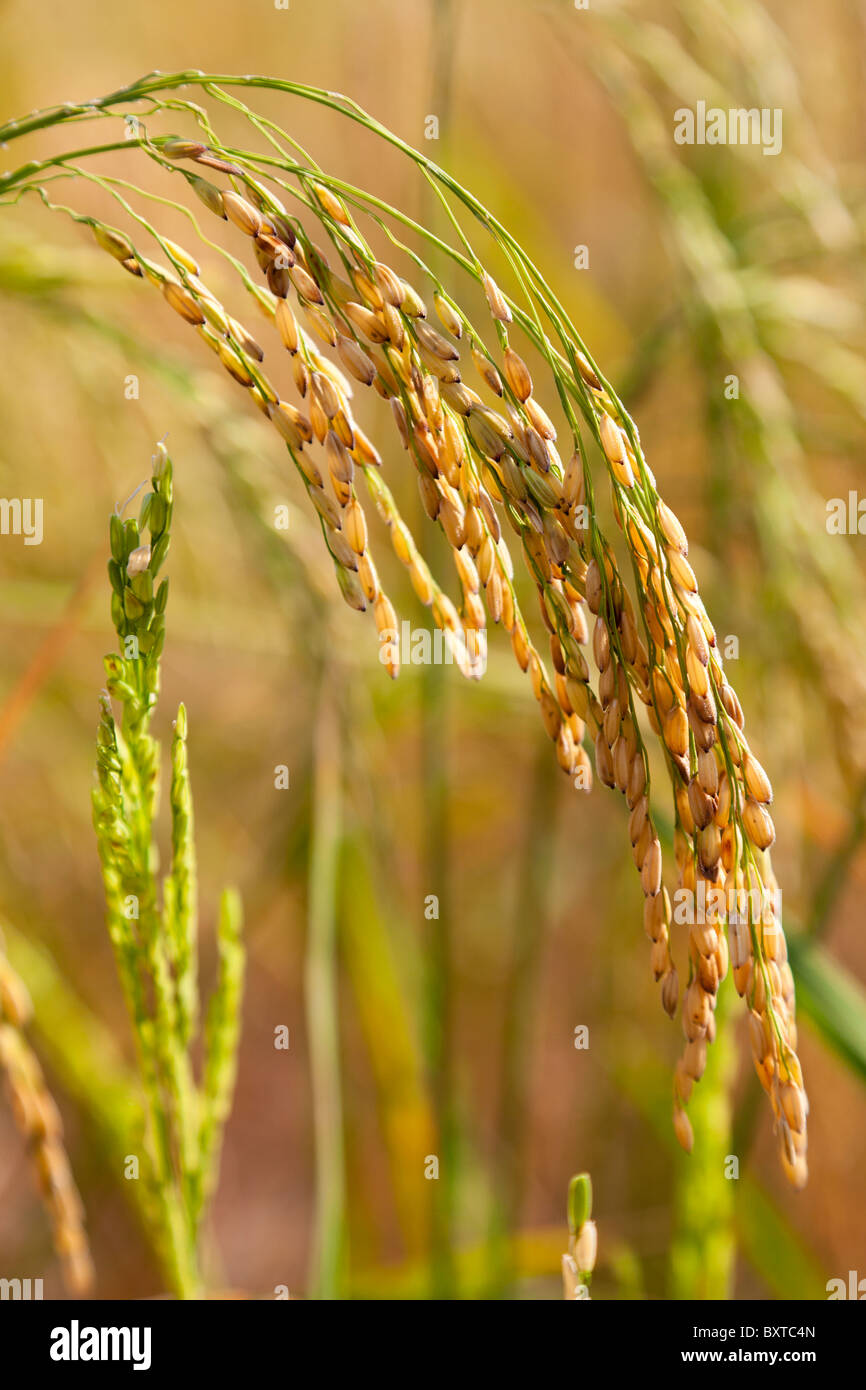 Asian rice plant oryza sativa hi-res stock photography and images - Alamy
