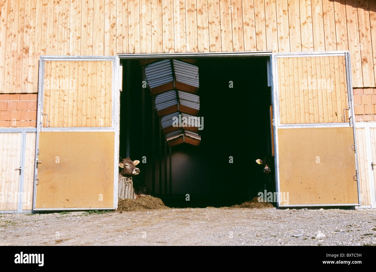 Two cows hi-res stock photography and images - Alamy