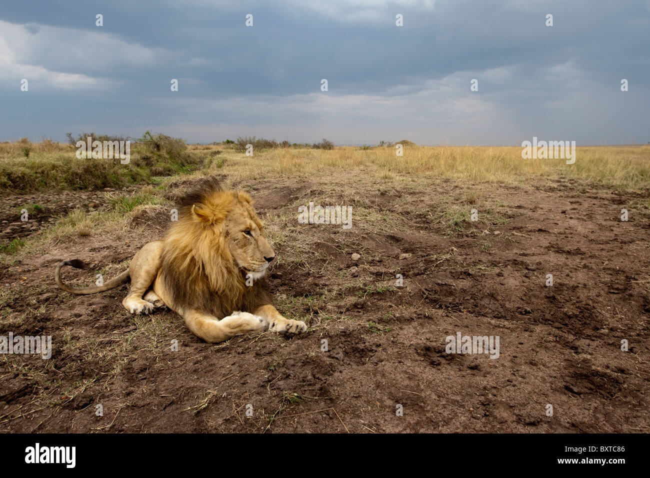 Male lion in rain hi-res stock photography and images - Alamy